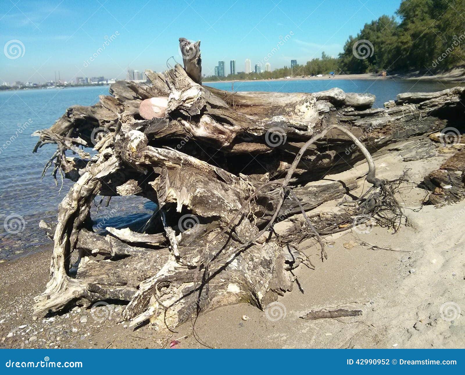 Old log on beach stock photo. Image of shoreline, beach - 42990952