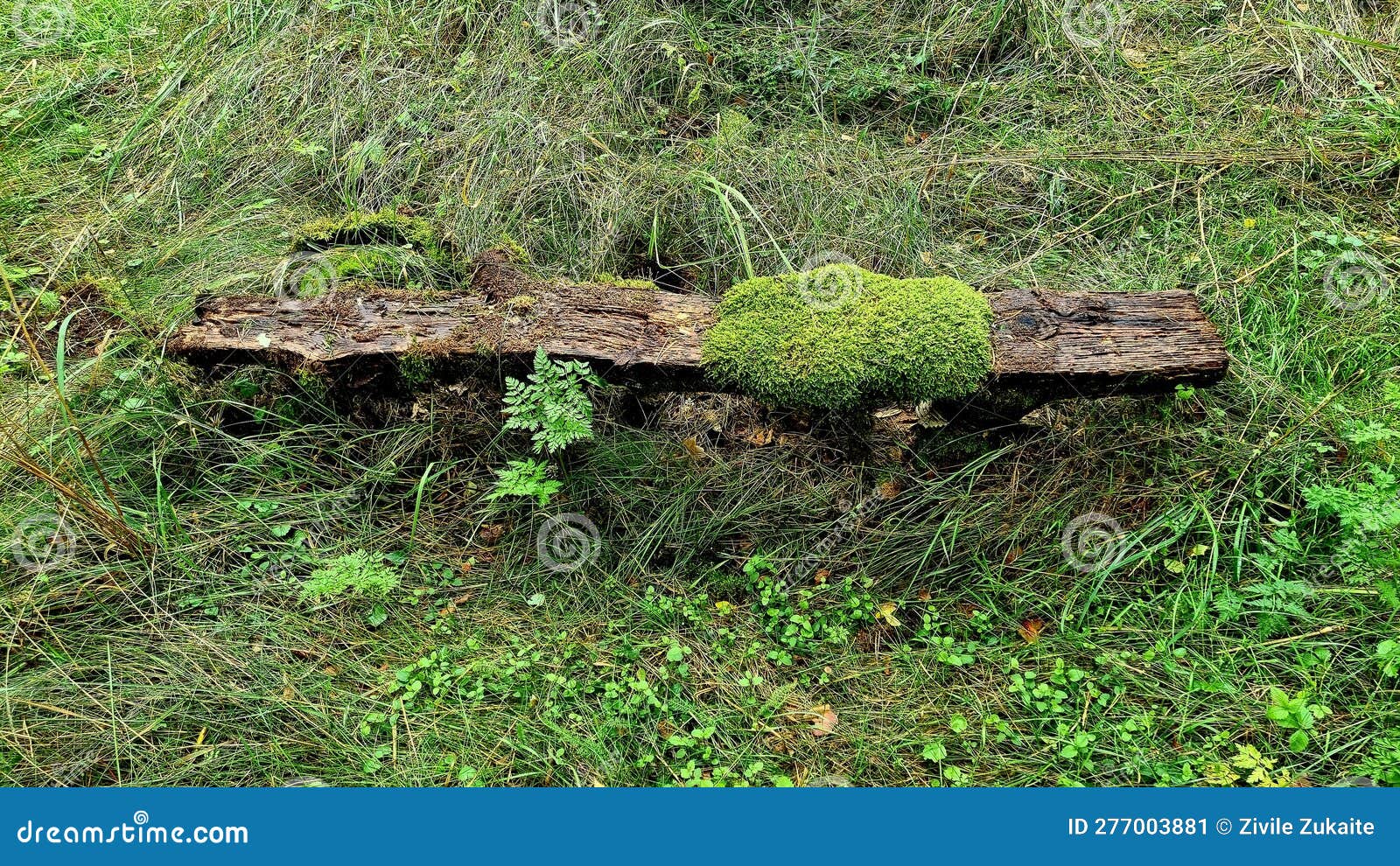 Old Log Bench with Moss on Green Forest Lawn Stock Image - Image of ...