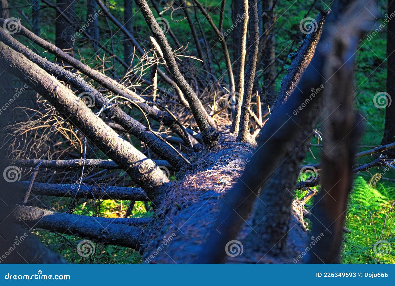 Old Log with Branches. Bottom View Stock Image - Image of fall, dead ...
