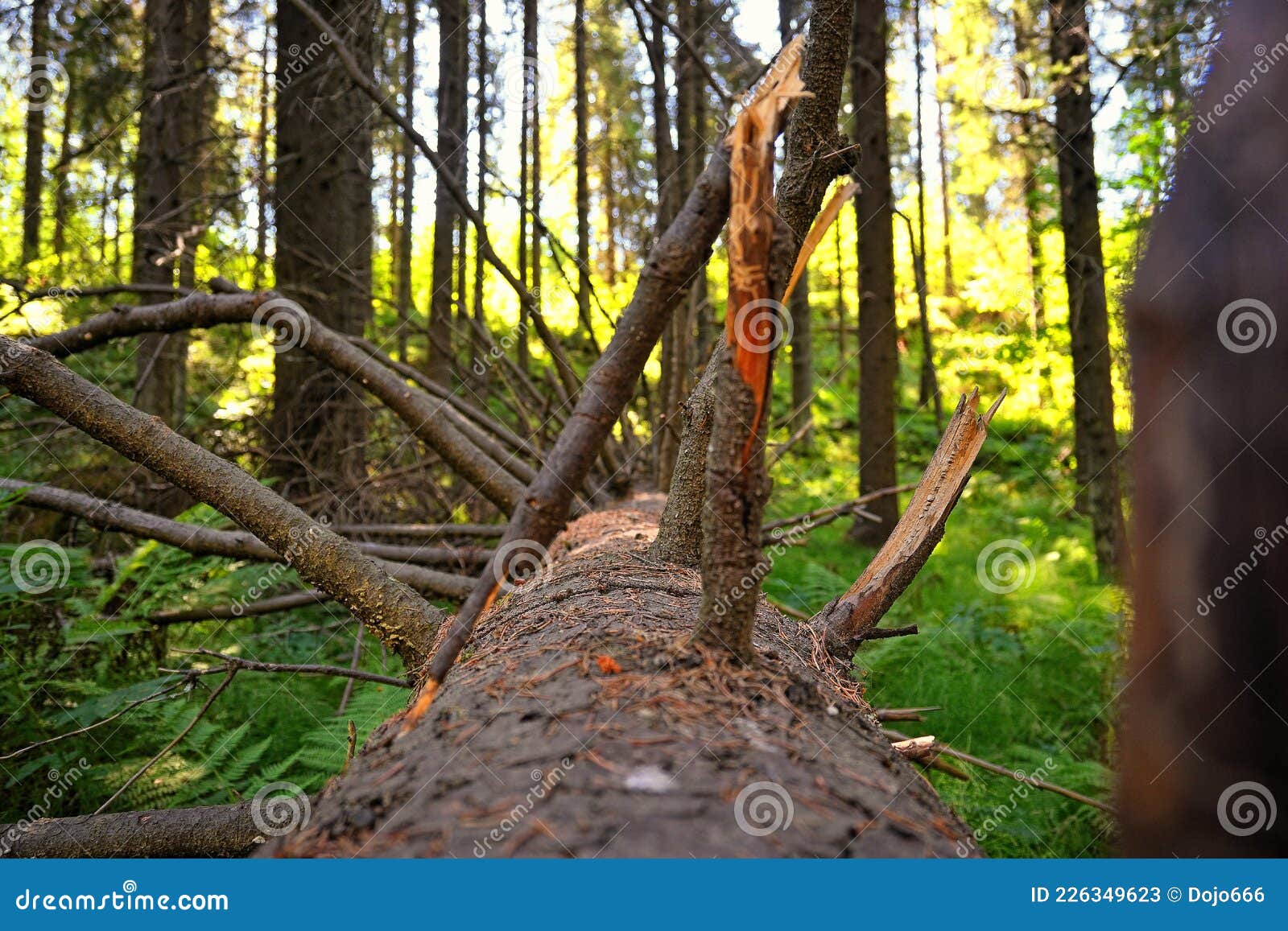 Old Log with Branches. Bottom View Stock Image - Image of broken ...