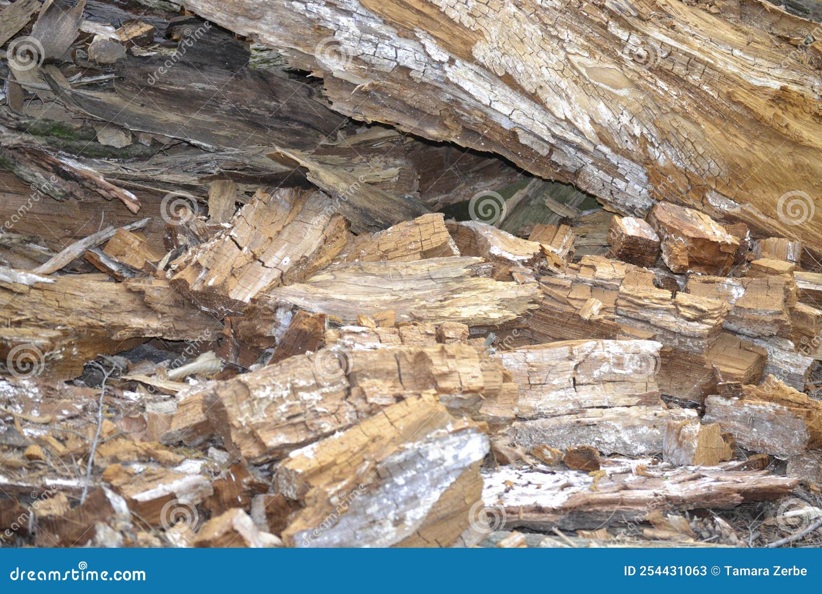 Broken wood chip pieces stock image. Image of canyon - 254431063