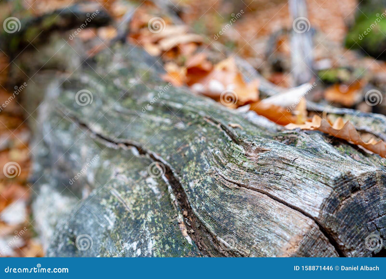 An Old Log with Brown Leaves Stock Photo - Image of people, branch ...
