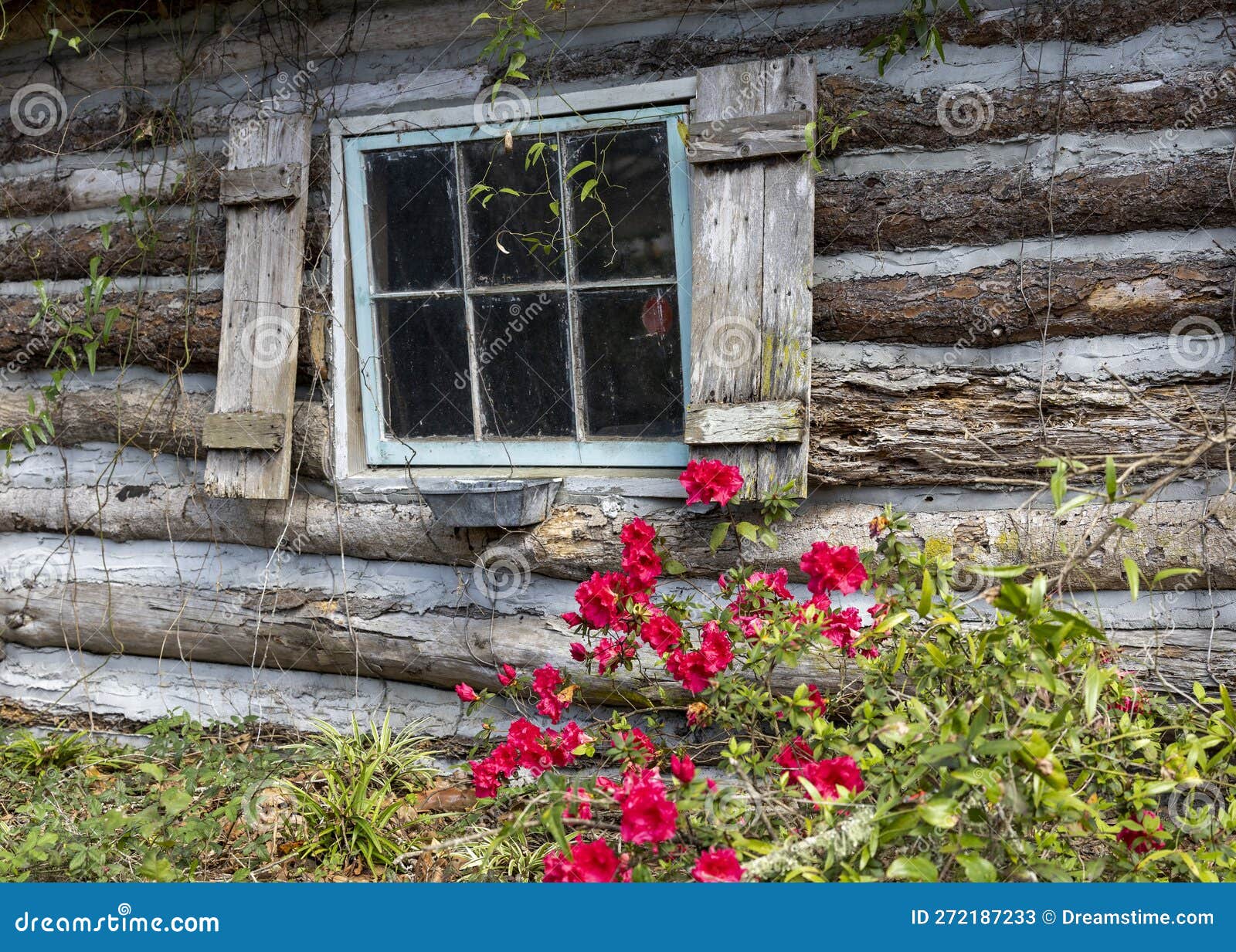 A Old Log Cabin with Red Flowers Blooming Outside Stock Image - Image ...