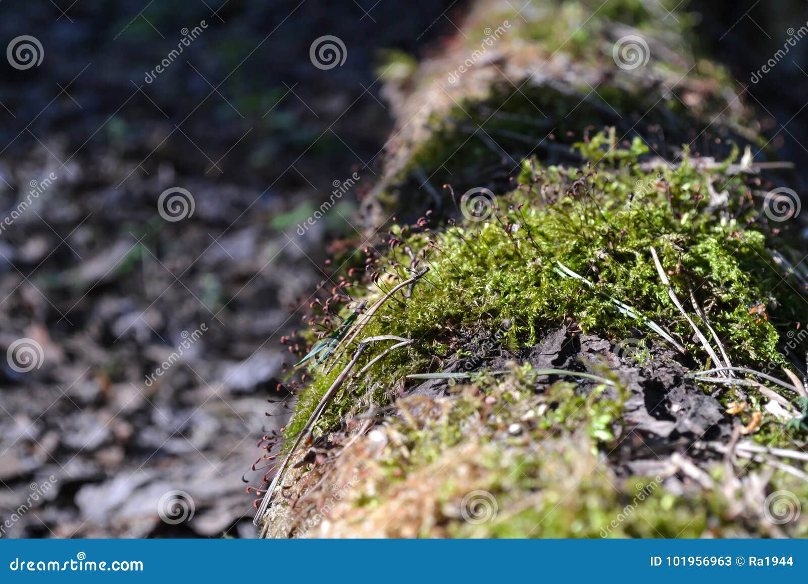 The Old Log is Covered with Moss. Stock Image - Image of park, cracked ...