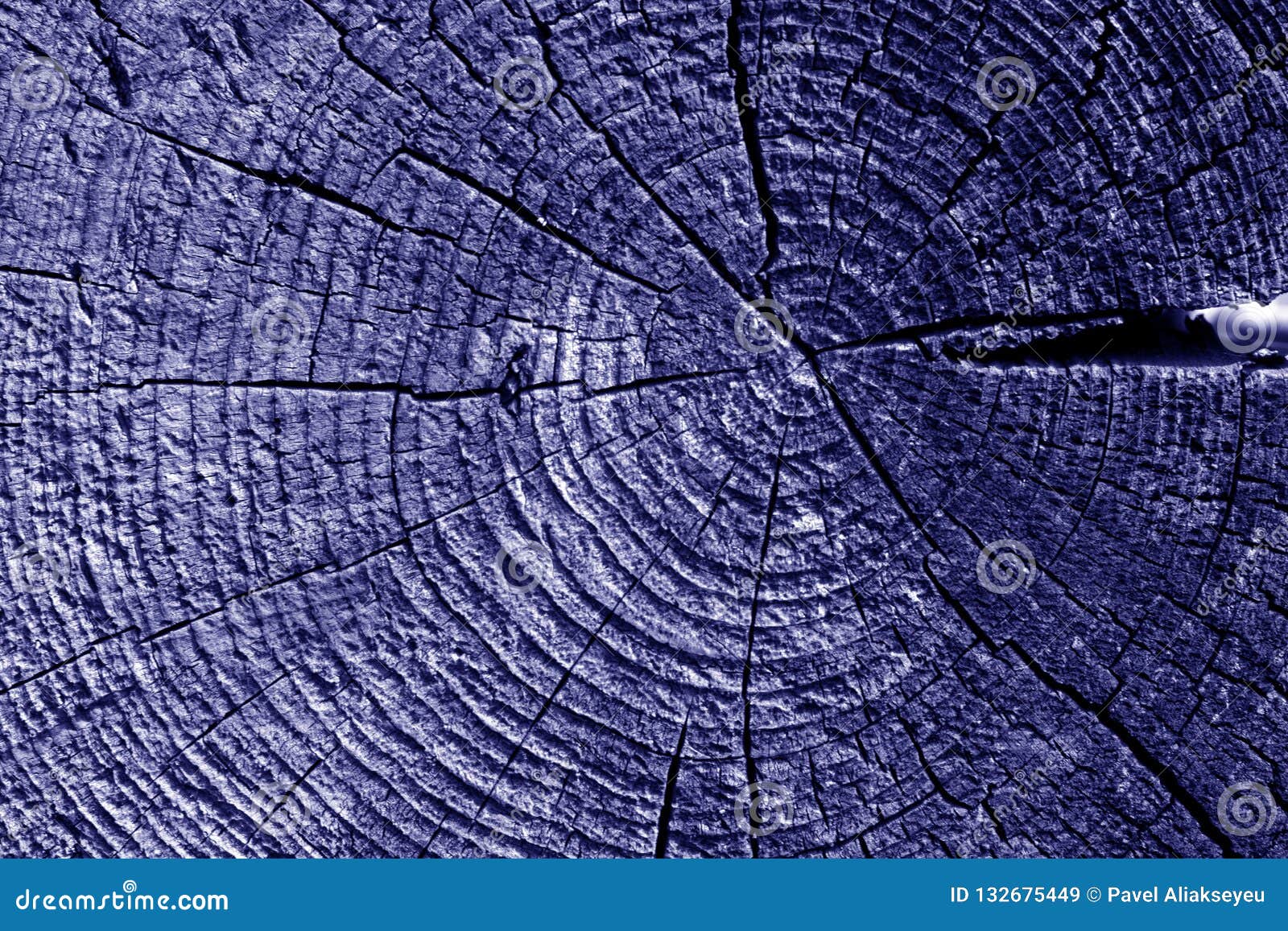 Old Log Cut Macro in Blue Tone Stock Image - Image of annual, natural ...