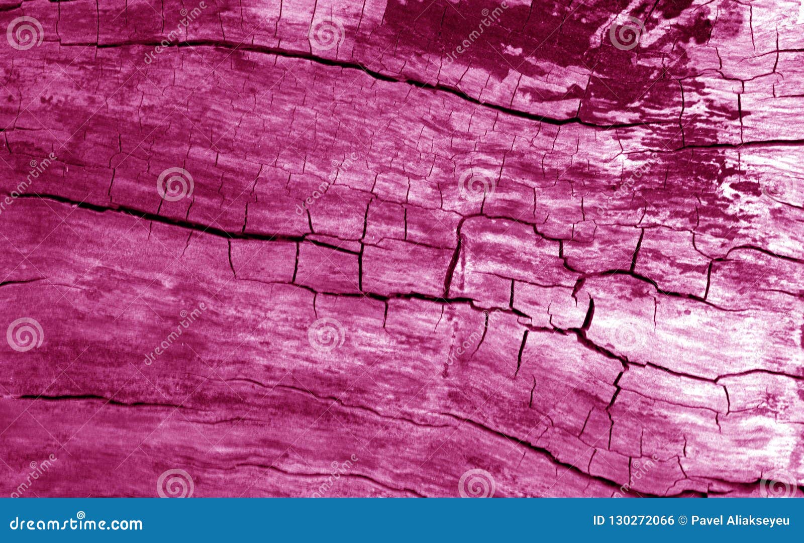 Old Log Cut Macro in Pink Tone. Stock Photo - Image of bark, growth ...