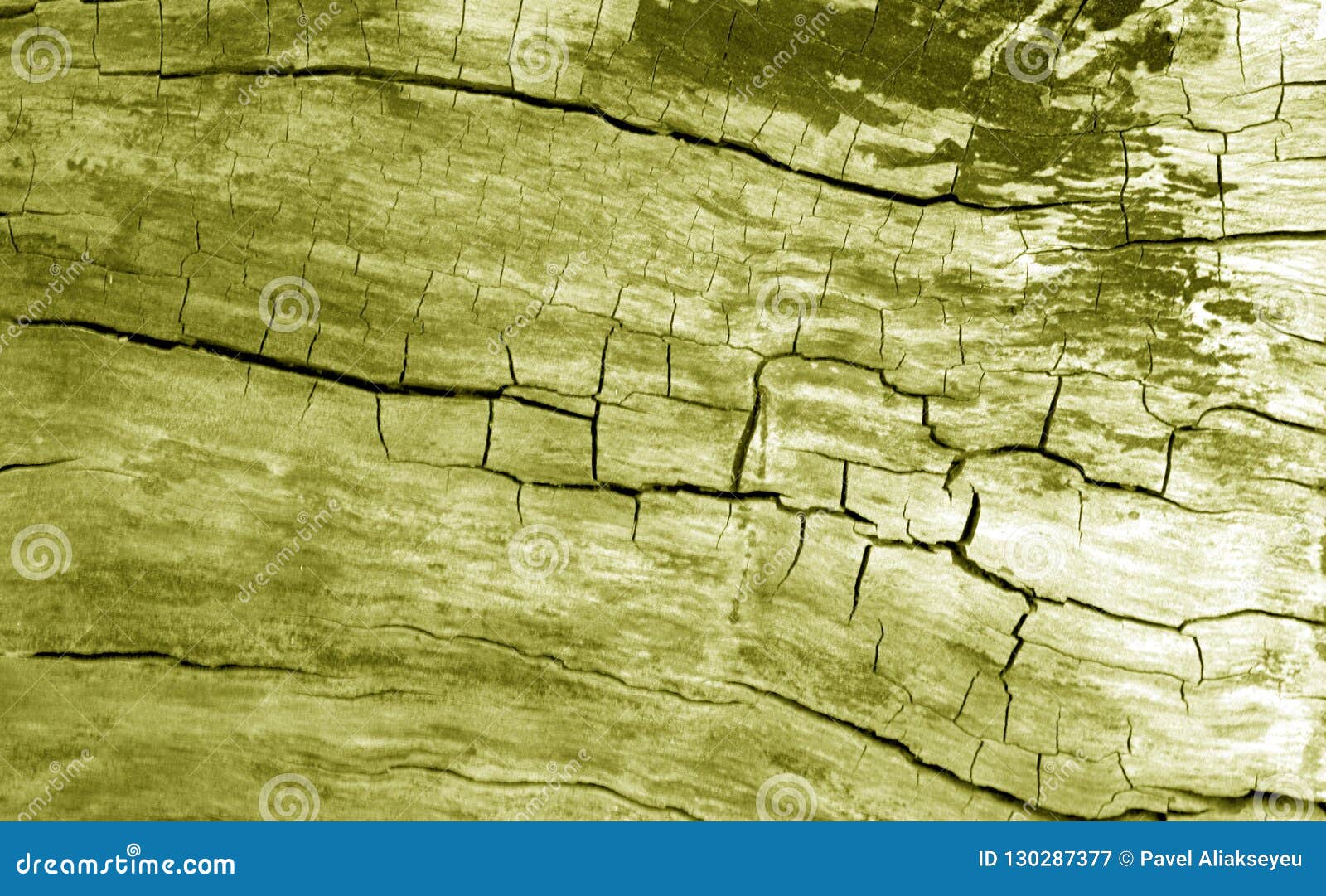 Old Log Cut Macro in Yellow Tone. Stock Image - Image of plant, pattern ...