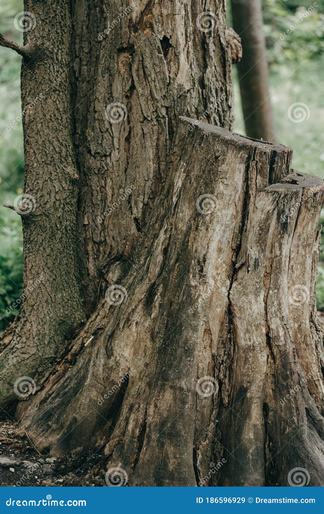 Old Log Cutted Tree in the Woods Stock Image - Image of industry ...