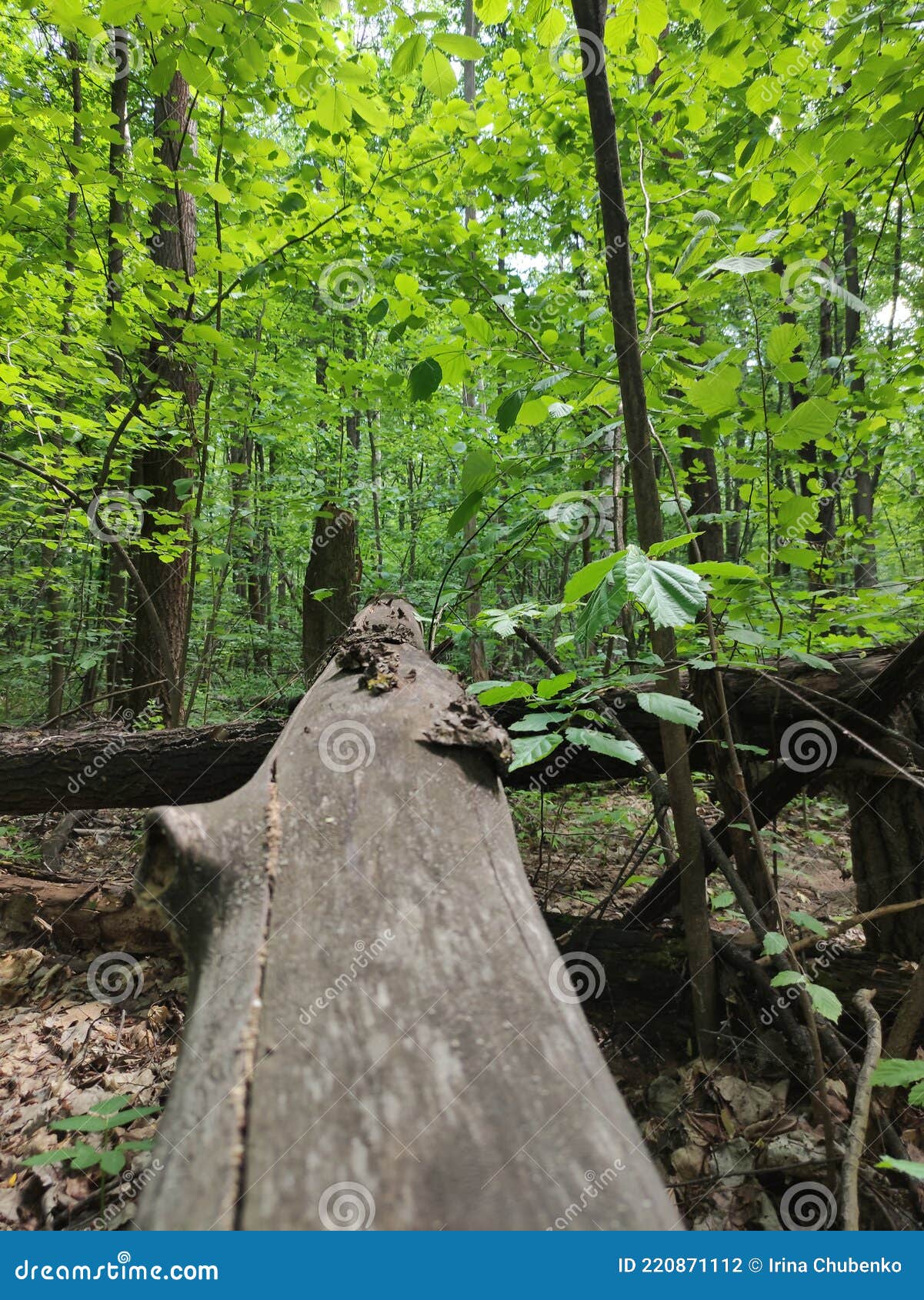 Old Log in the Forest. Forest Stock Photo - Image of tree, trail: 220871112
