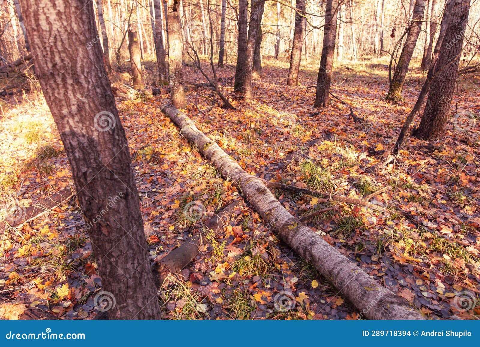 An Old Log in the Forest Lies on the Ground in Autumn Stock Photo ...