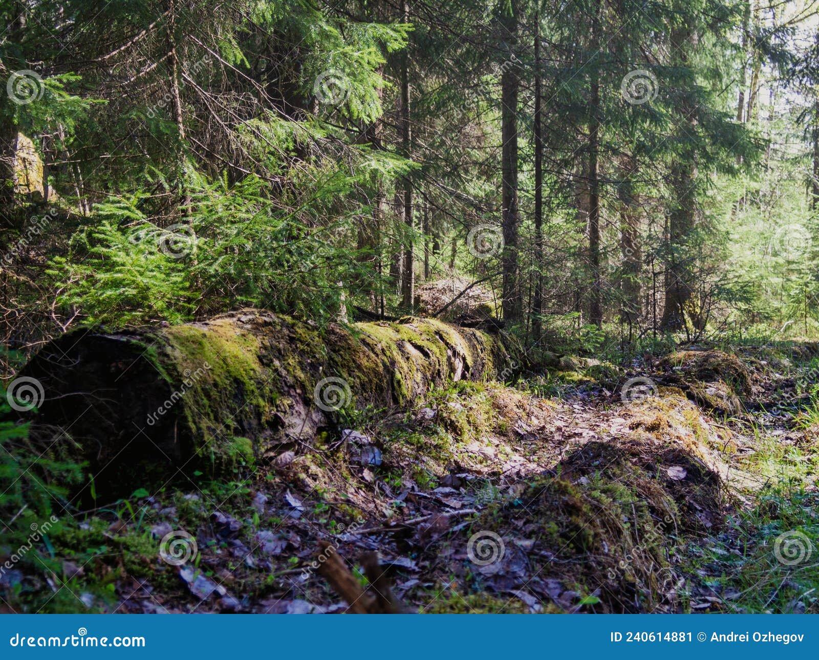 Old Log in the Forest Overgrown with Moss. Stock Image - Image of green ...