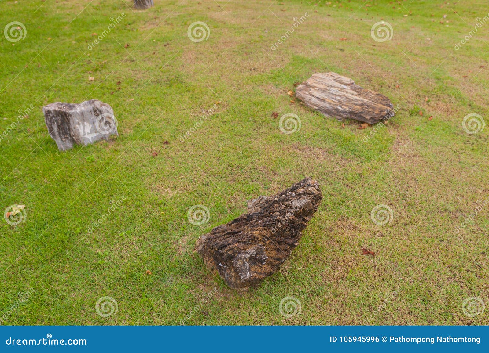 Old Log on the Grass in the Park Stock Photo - Image of grass, crack ...