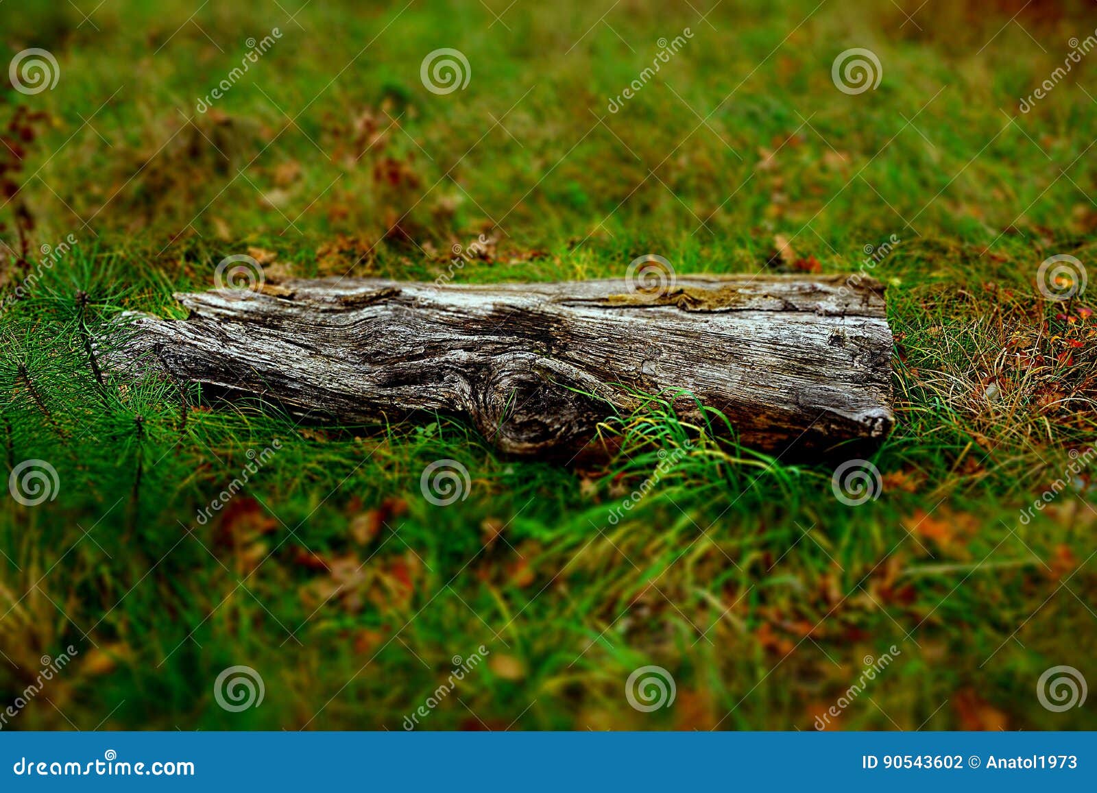 Old log in the green grass stock photo. Image of field - 90543602