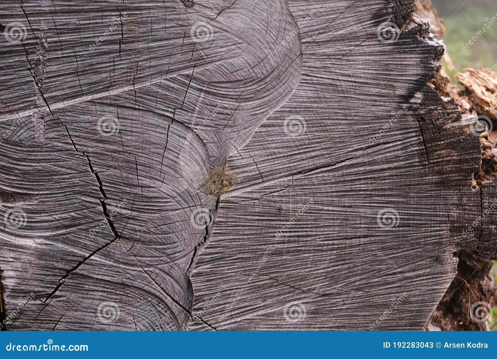 Old Log Laying Down in the Forest with Distinct Marks and Textures on ...