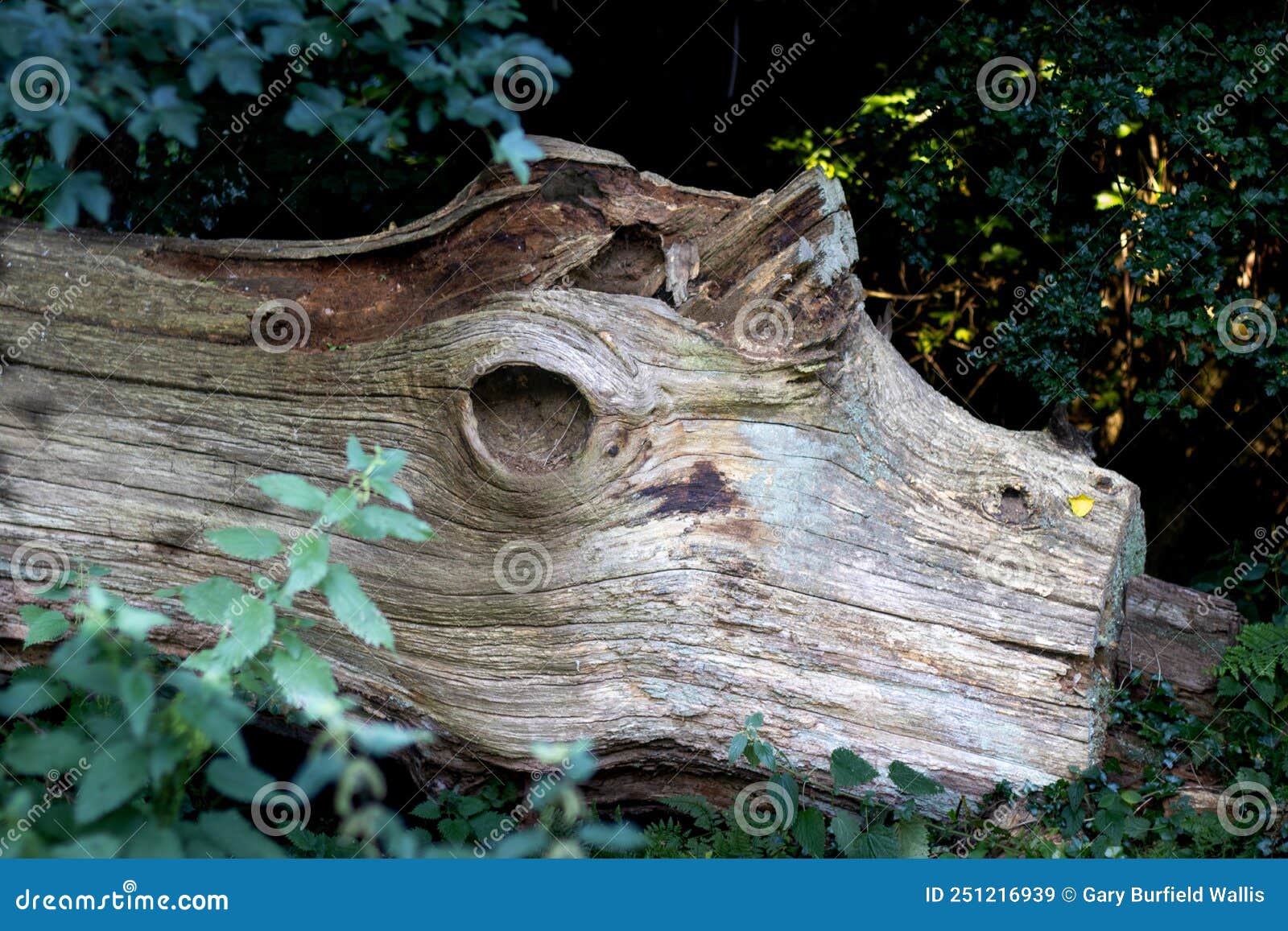 The Ifield Monster stock image. Image of fantasy, head - 251216939