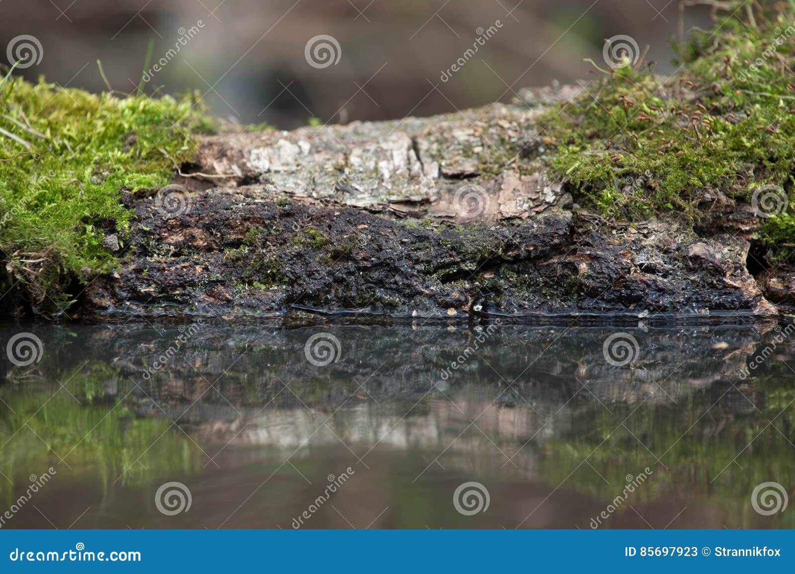 The Old Log with Moss on a Pond in the Woods. Selective Focus Stock ...
