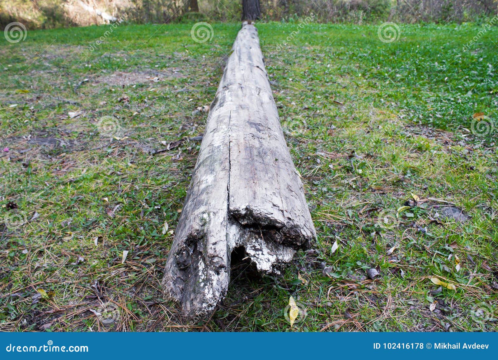 Old log stock photo. Image of forest, outdoor, green - 102416178