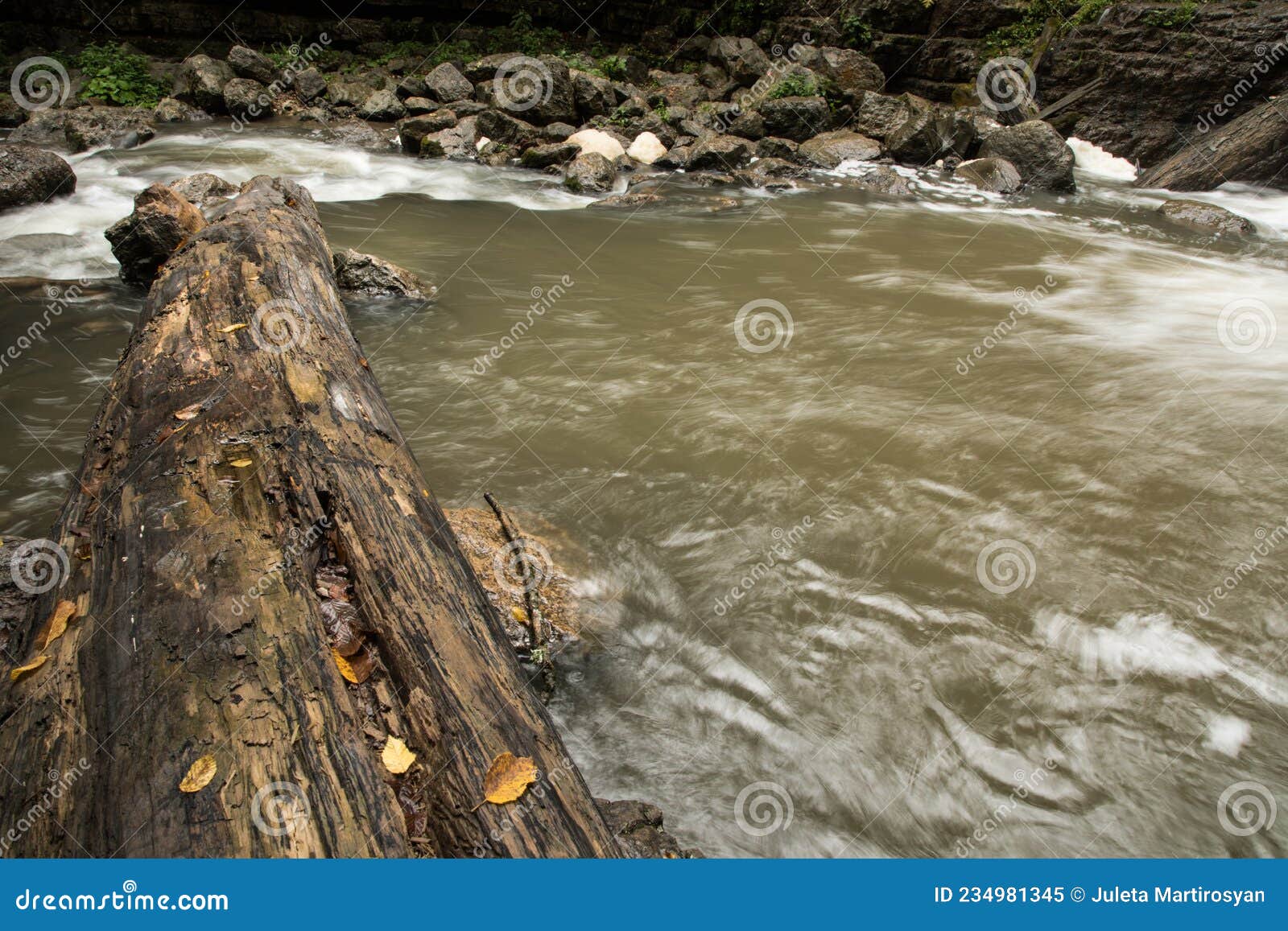 Old log in the river stock image. Image of shoreline - 234981345
