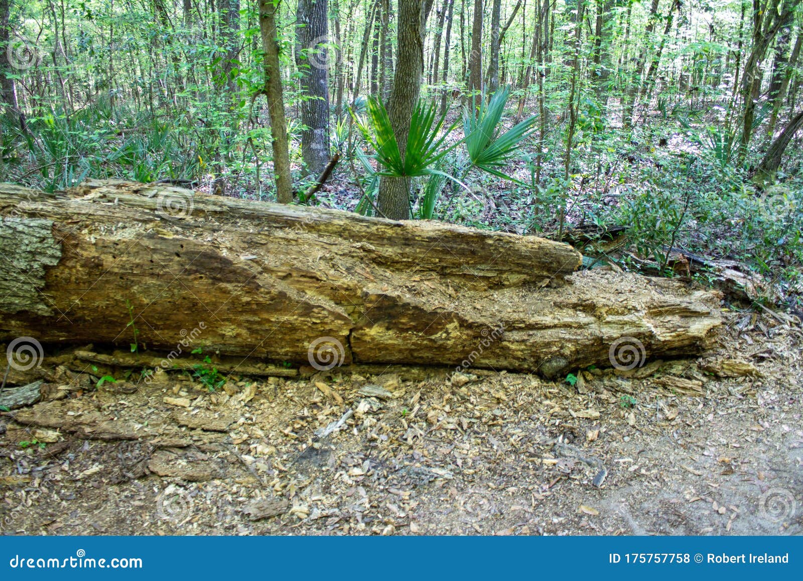 Old Rotting Log on a Hiking Trail Stock Photo - Image of aged ...