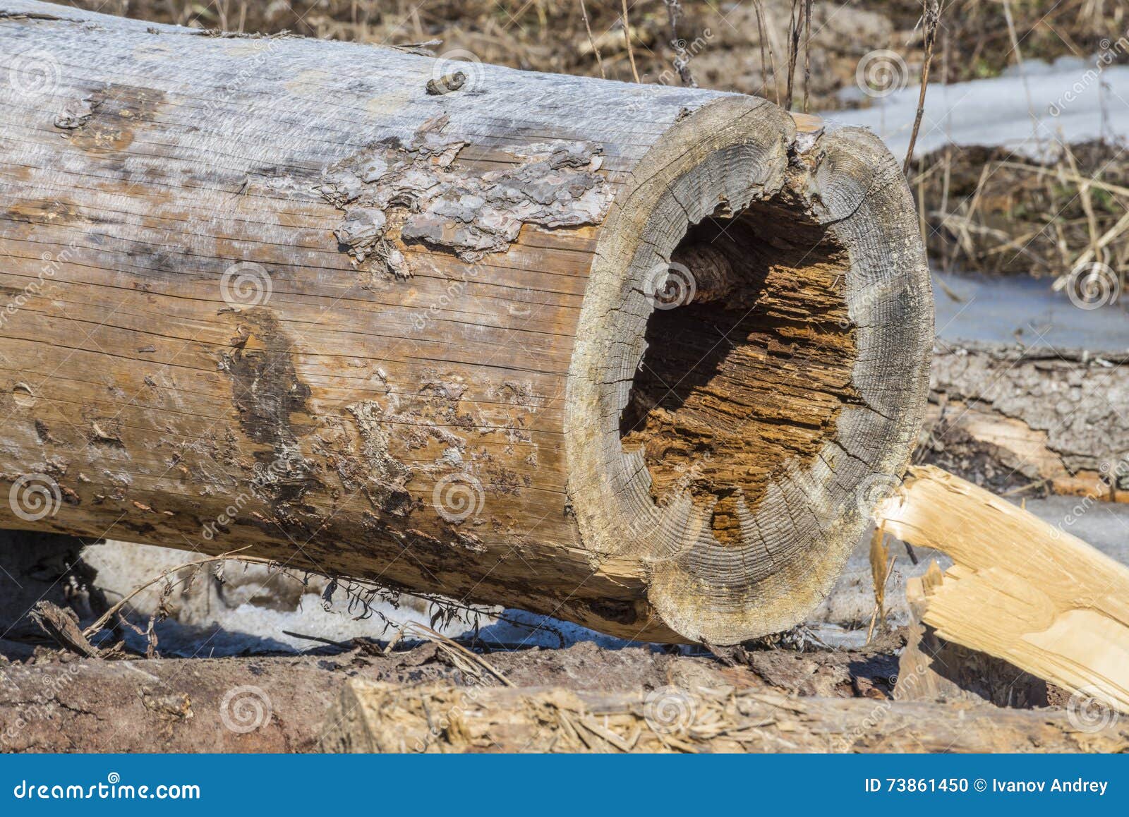An old log. stock photo. Image of branch, trunk, forest - 73861450