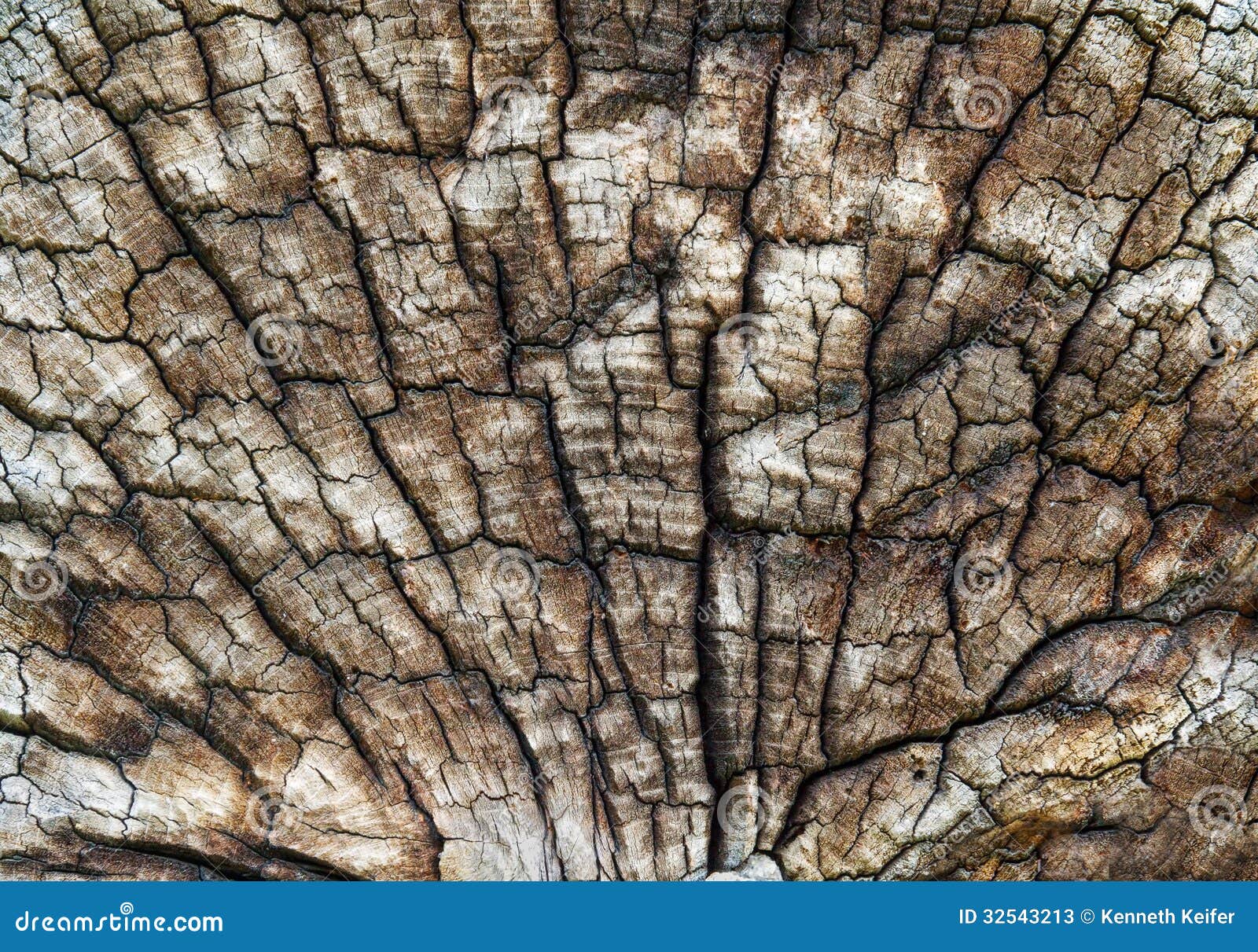 Old Log Texture Royalty-Free Stock Photography | CartoonDealer.com ...