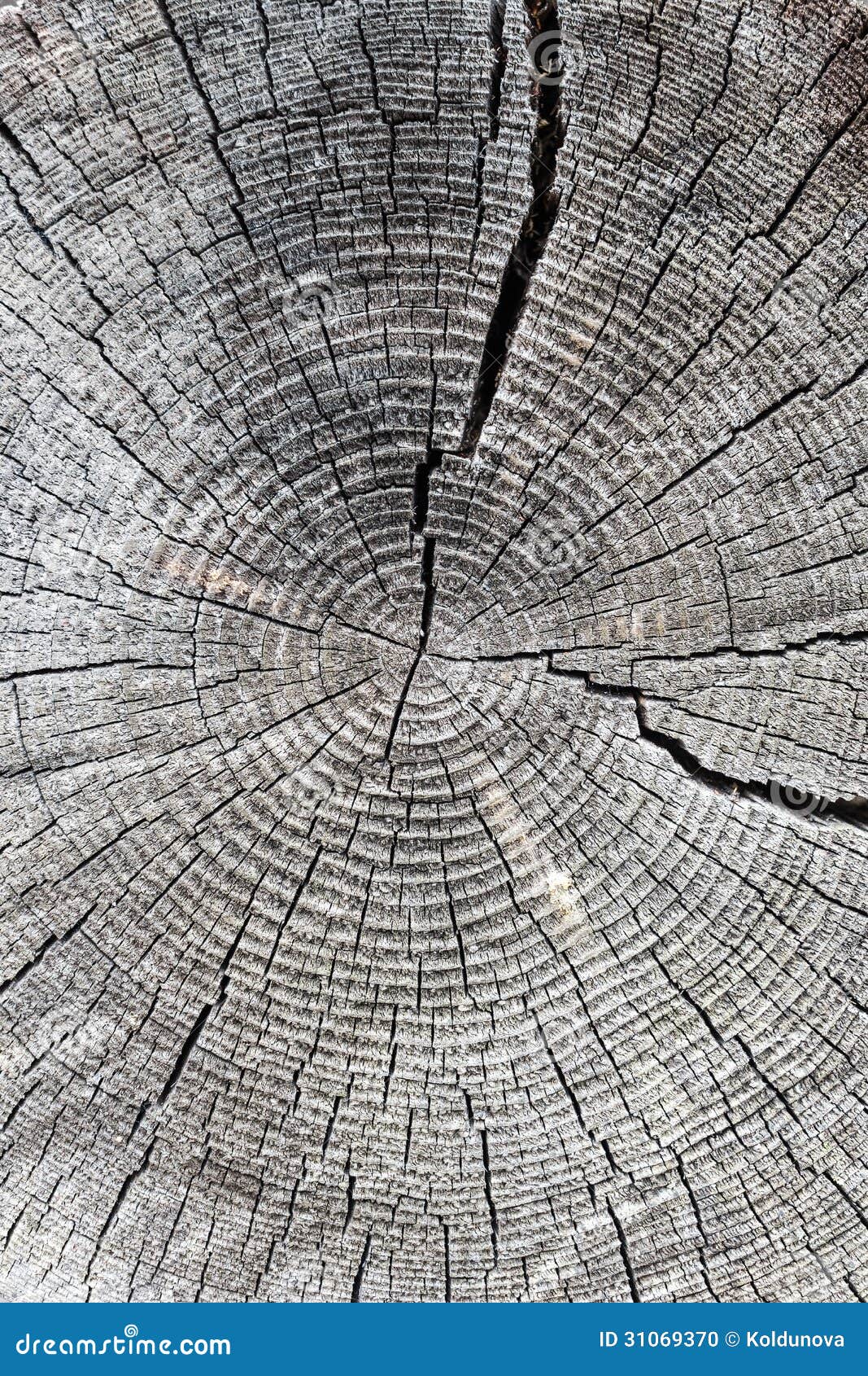 Old log with tree-ring stock photo. Image of pattern - 31069370