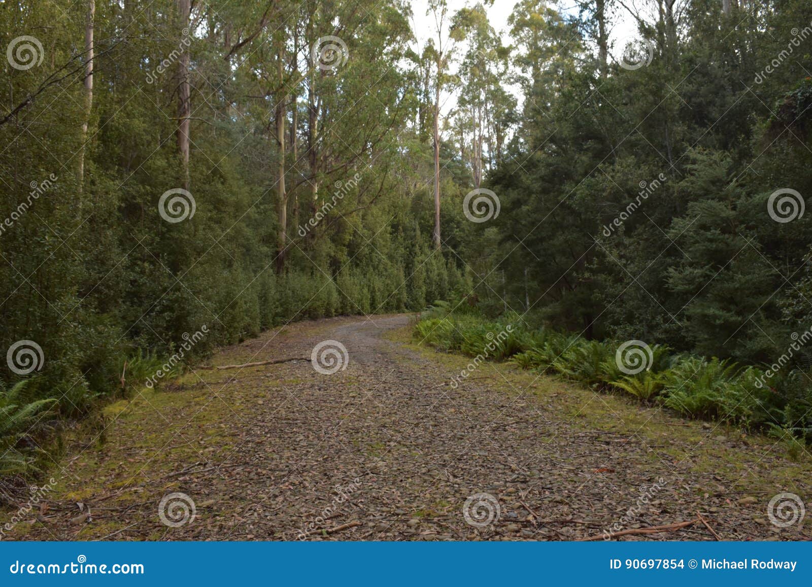 Old logging trail stock photo. Image of forest, trees - 90697854