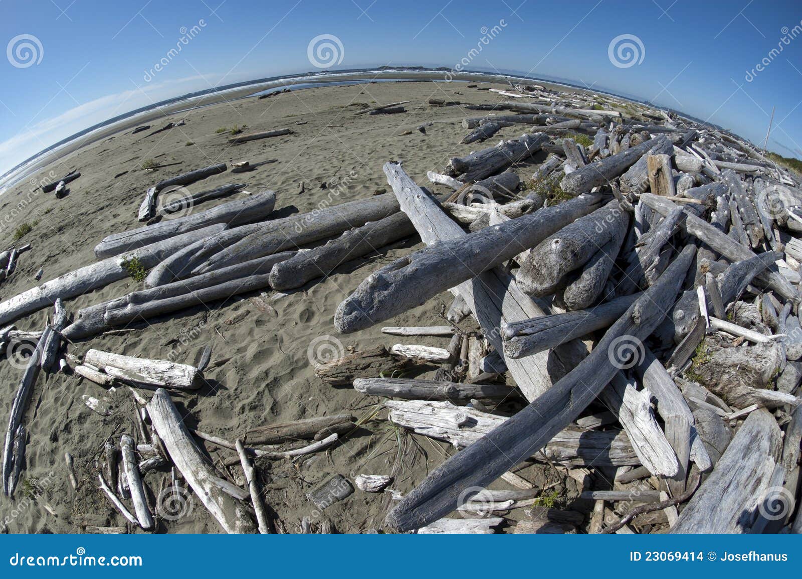 Old logs on the beach stock photo. Image of pacific, long - 23069414