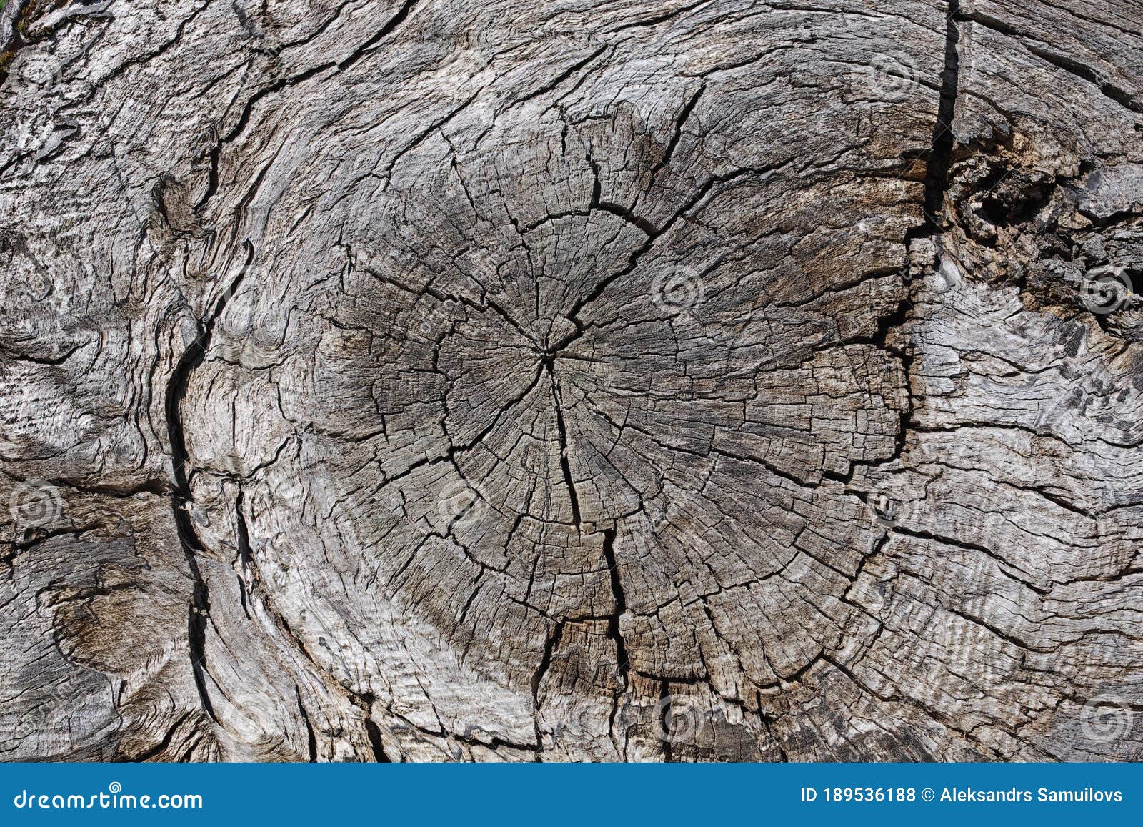 Old logs texture stock photo. Image of timber, nature - 189536188