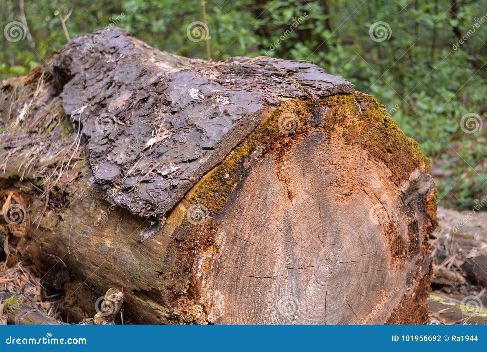 Old Logs Felled Large Trees, Forgotten in the Woods Stock Photo - Image ...