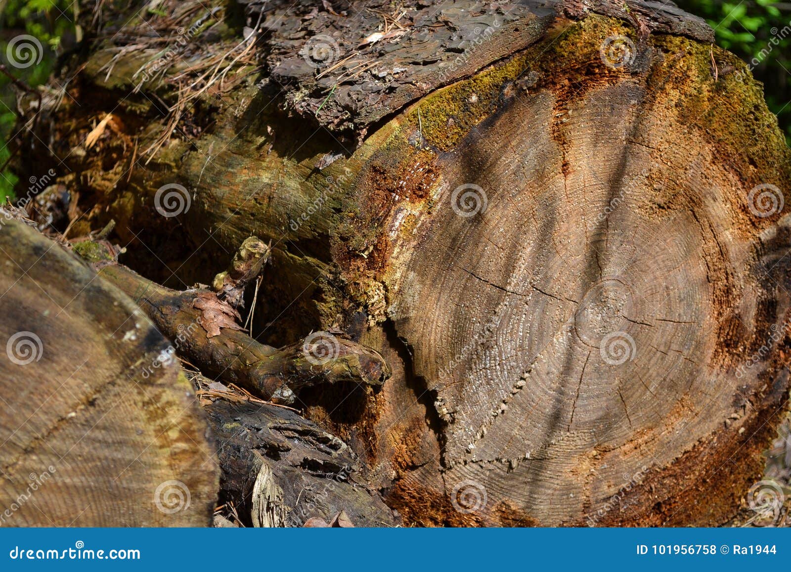 Old Logs Felled Large Trees, Forgotten in the Woods Stock Photo - Image ...