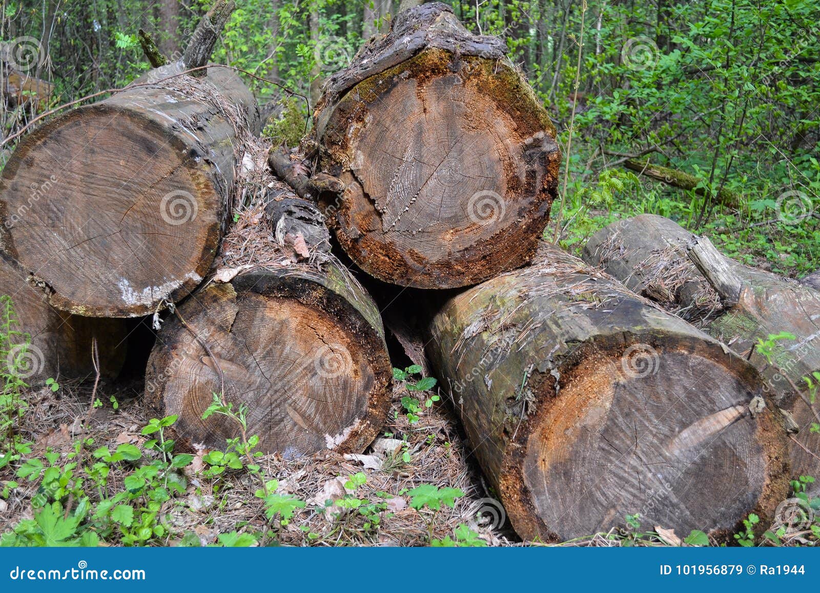 Old Logs Felled Large Trees, Forgotten in the Woods Stock Image - Image ...