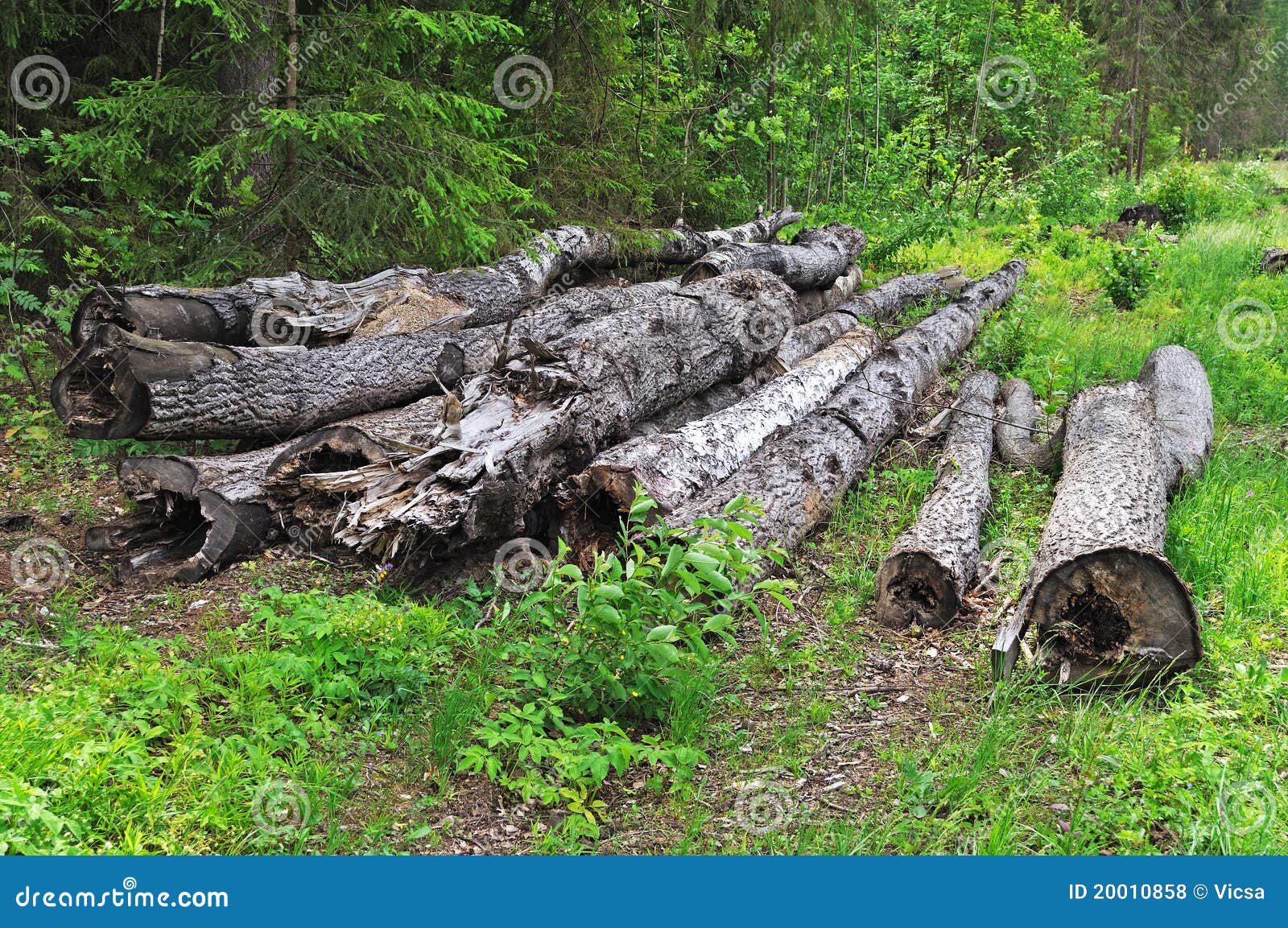 Old logs in the forest stock photo. Image of calm, bark - 20010858