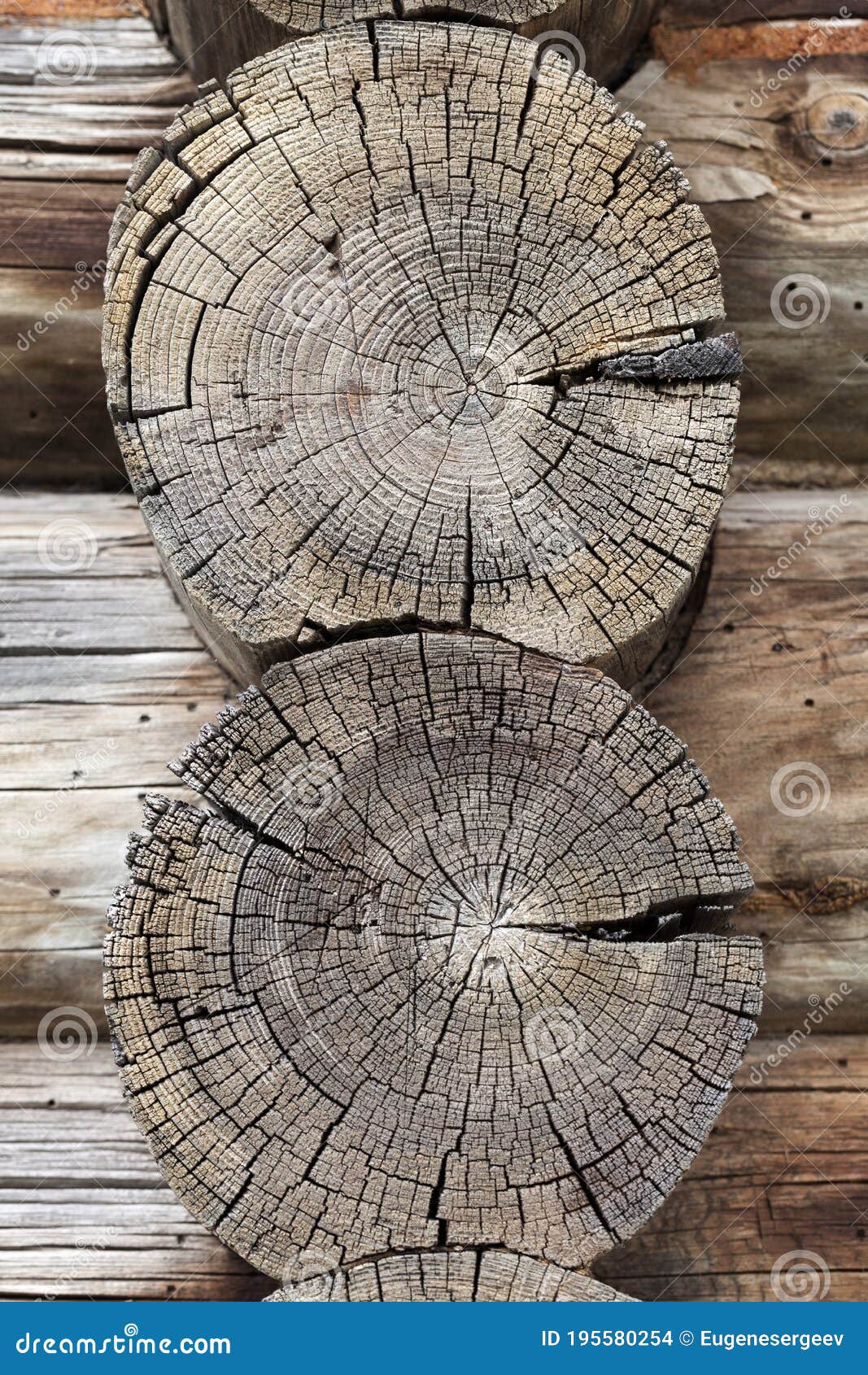 Old Logs with Round Pattern, Photo Texture Stock Photo - Image of ...