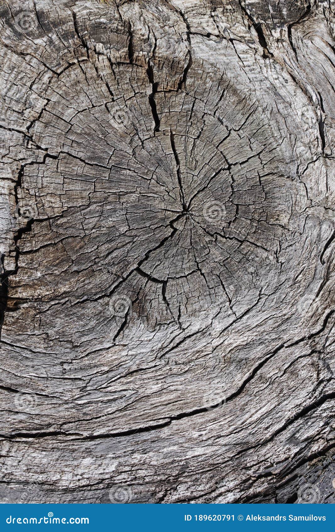 Old logs texture stock image. Image of macro, aging - 189620791