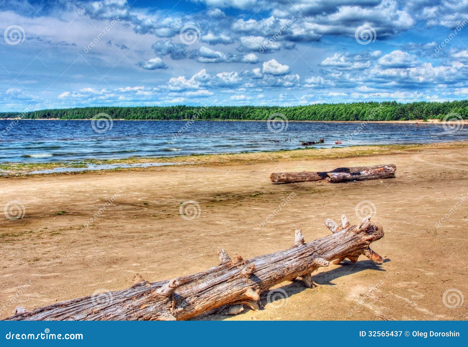 Old Logs Thrown on the Coast of the Gulf. Vyborg Stock Image - Image of ...