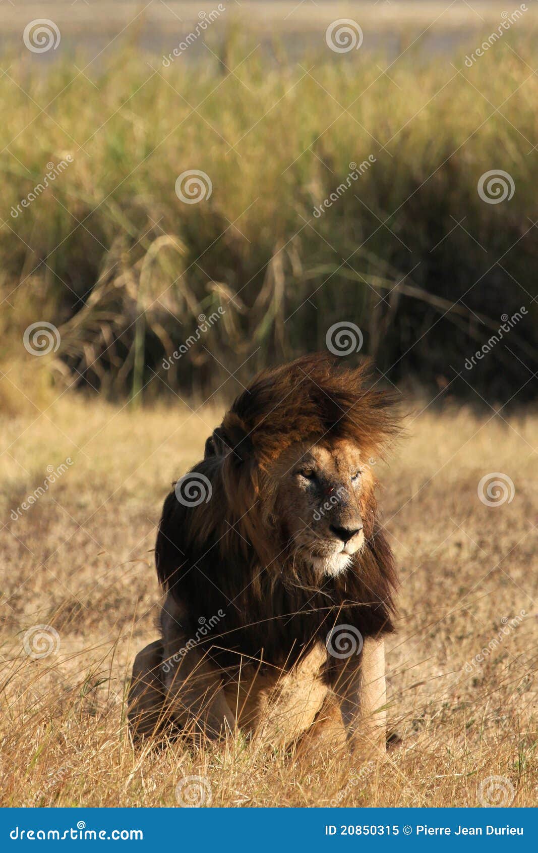 Old lonely lion stock image. Image of king, travel, nature - 20850315