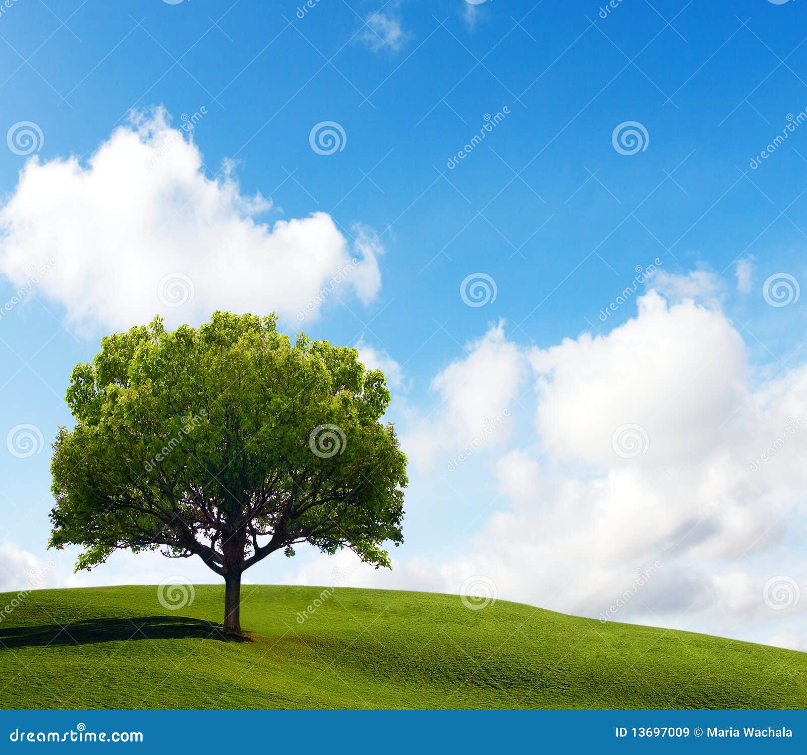 Old Lonely Tree stock image. Image of oxygen, meadow - 13697009