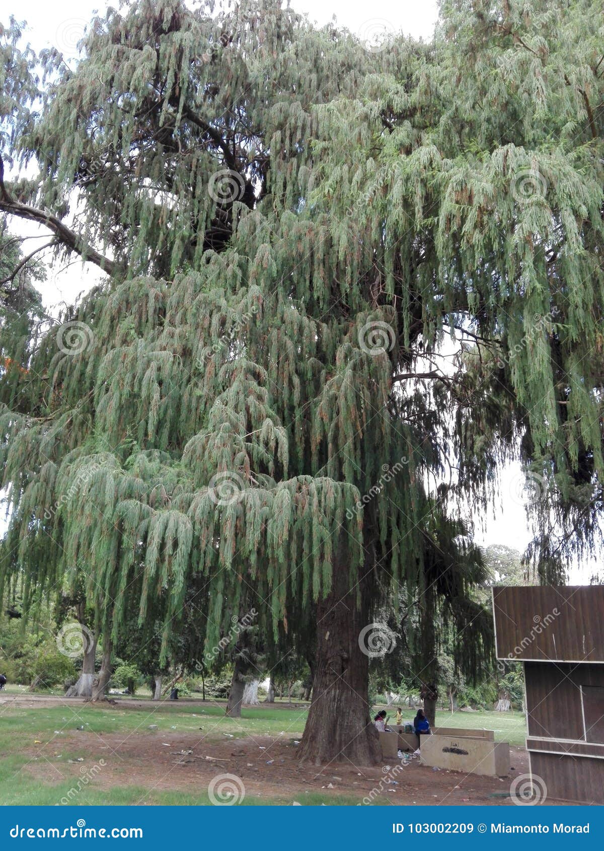 Long tree editorial stock image. Image of orman, egypt - 103002209
