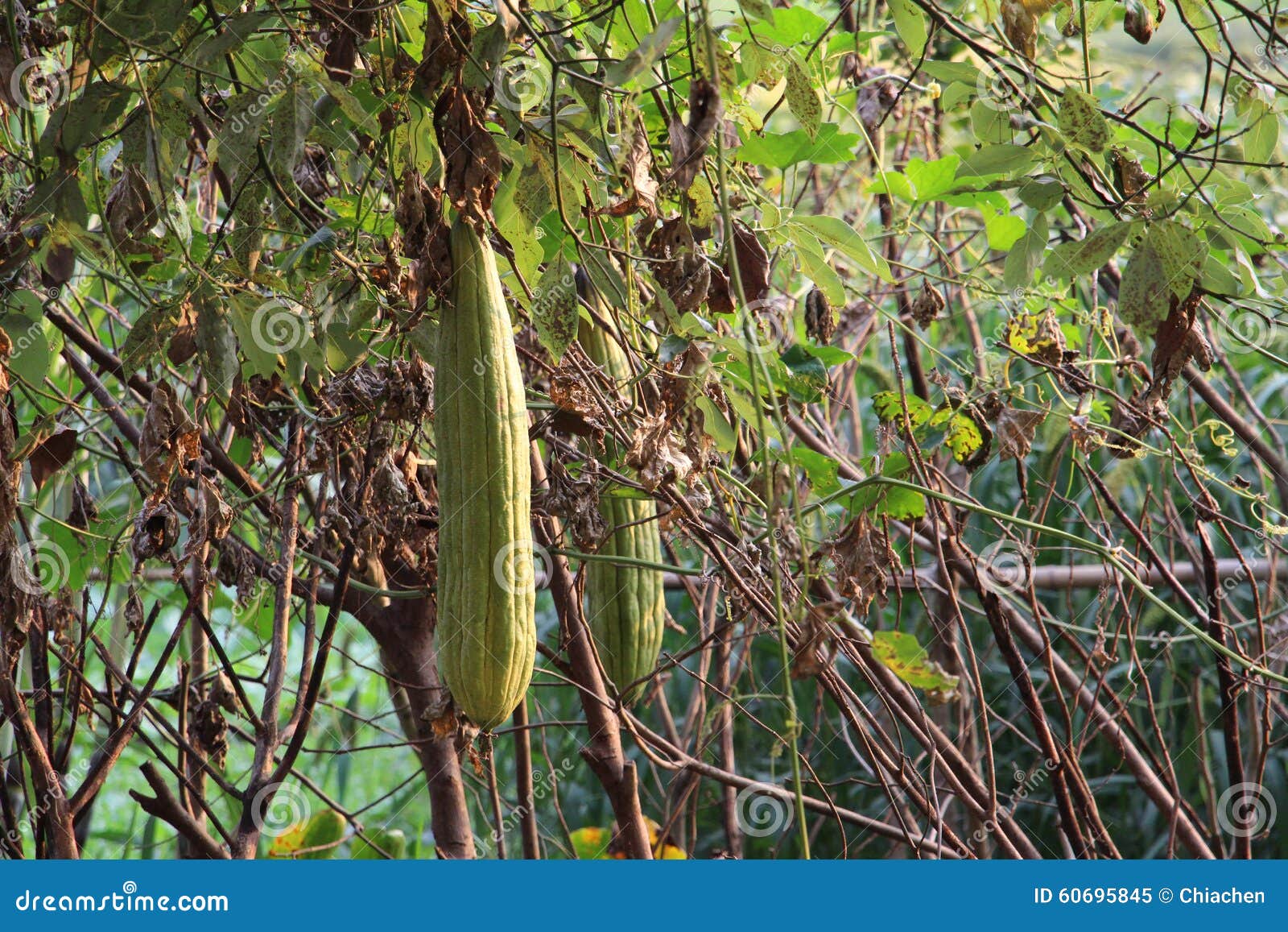 Old loofah stock image. Image of loofah, sponge, good - 60695845