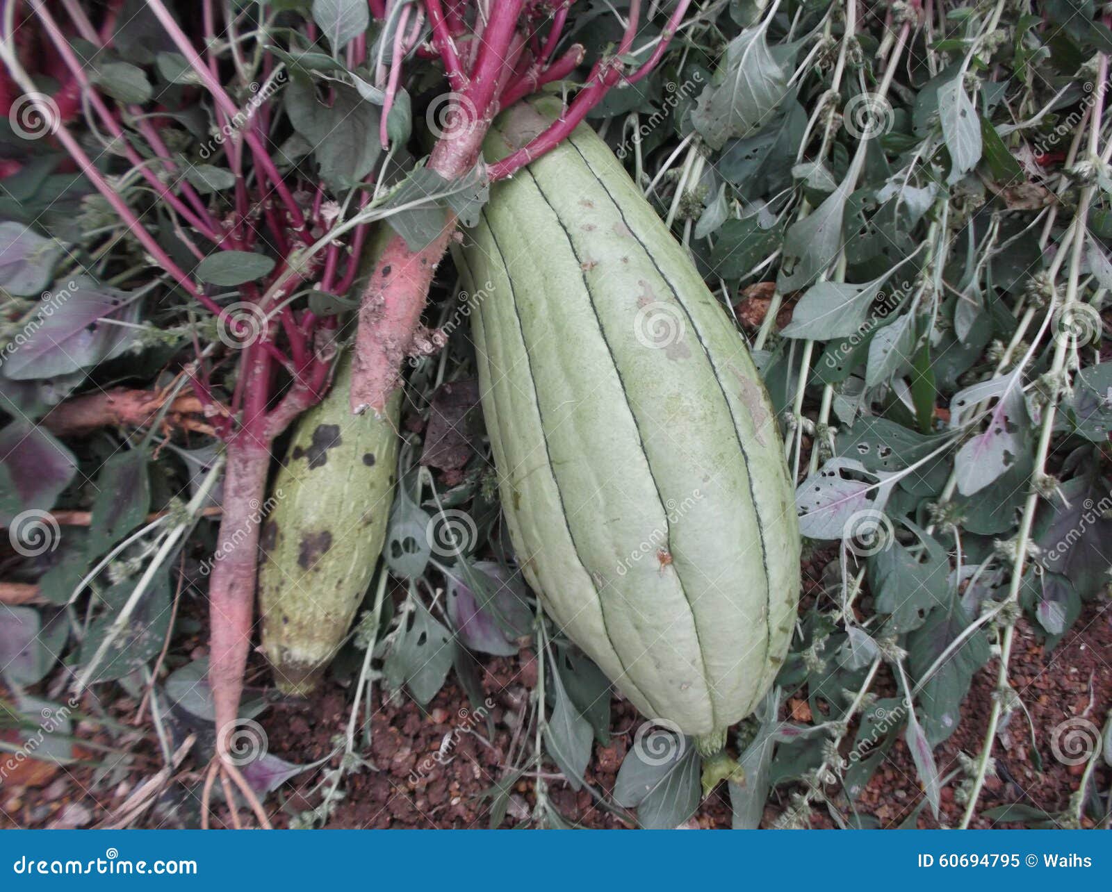 Old loofah stock image. Image of loofah, amaranth, vegetables - 60694795