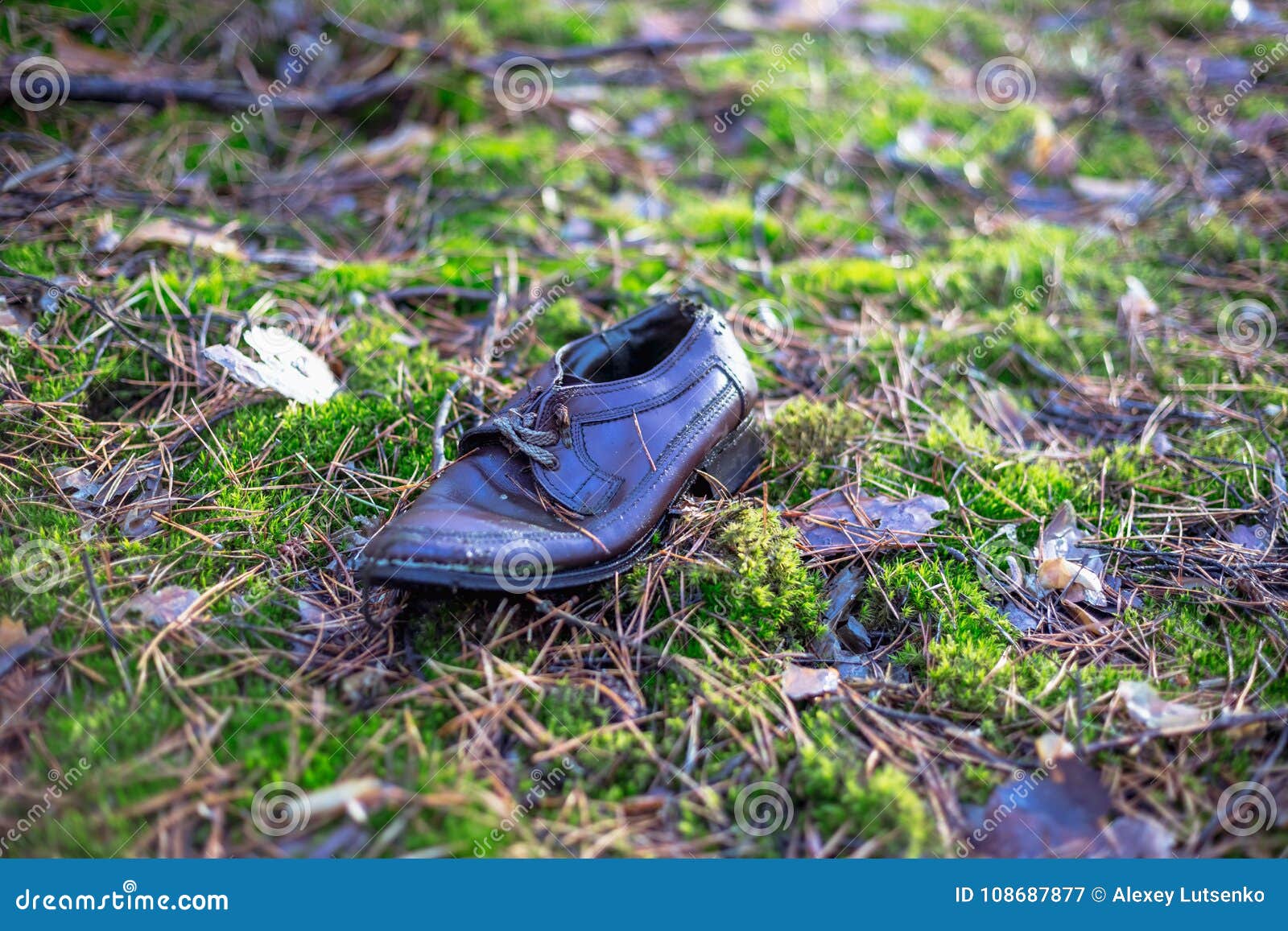 Old Lost Single Shoe in the Pine Forest Stock Image - Image of foot ...