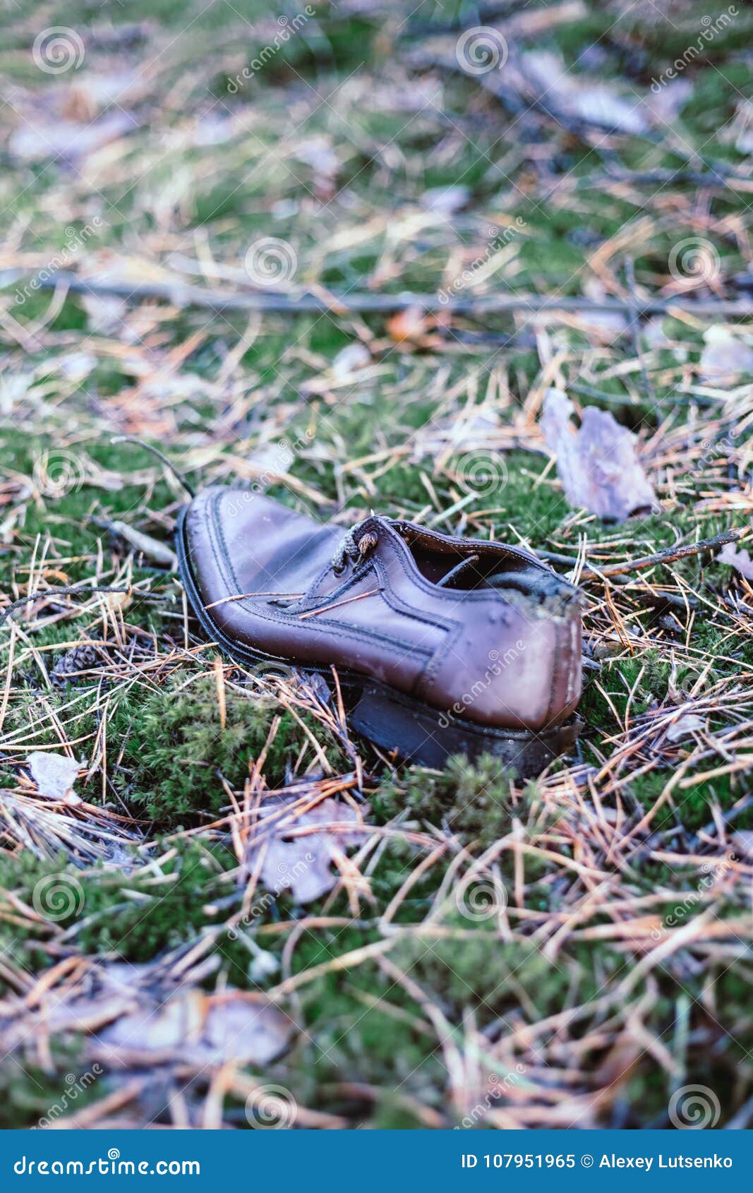 Old Lost Single Shoe in the Pine Forest Stock Image - Image of lichen ...