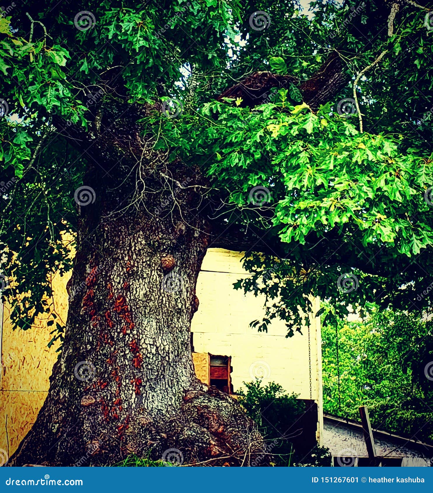 Old lumpy moley tree stock image. Image of tree, moley - 151267601