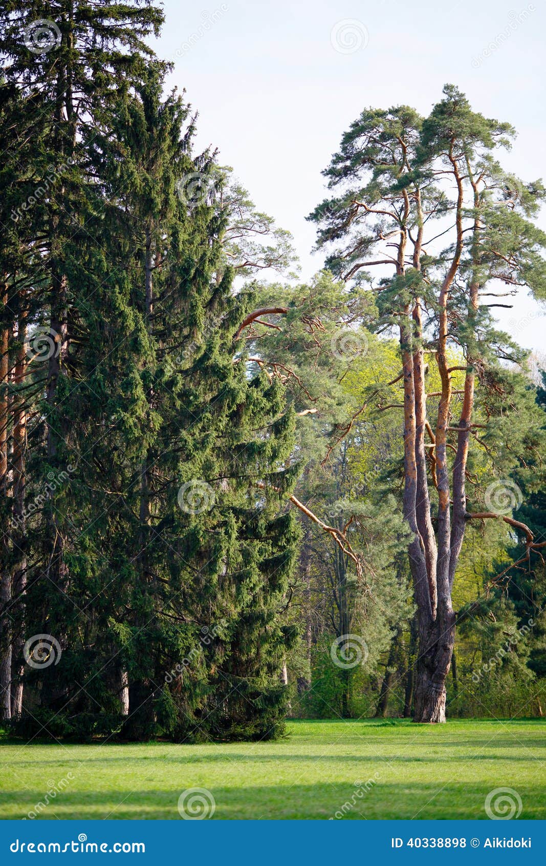 Old Lush Pine and Spruce in the Park Stock Photo - Image of landscape ...