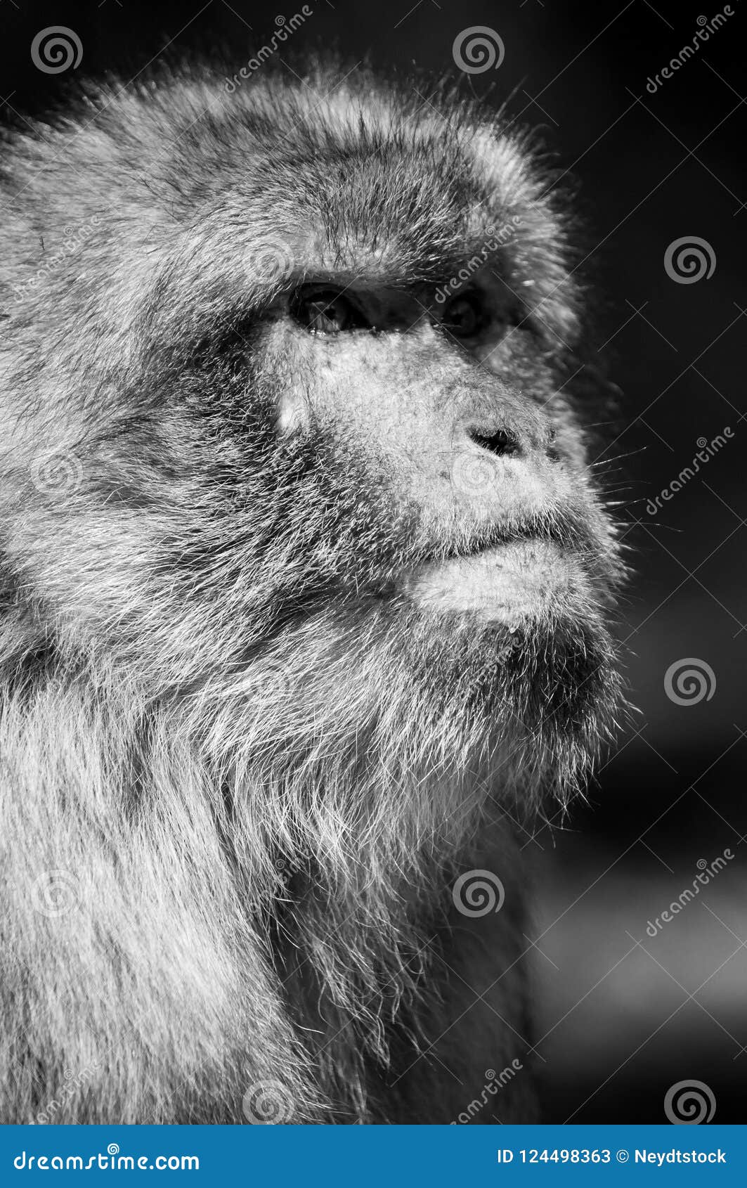 Old macaque in the forest stock image. Image of brown - 124498363