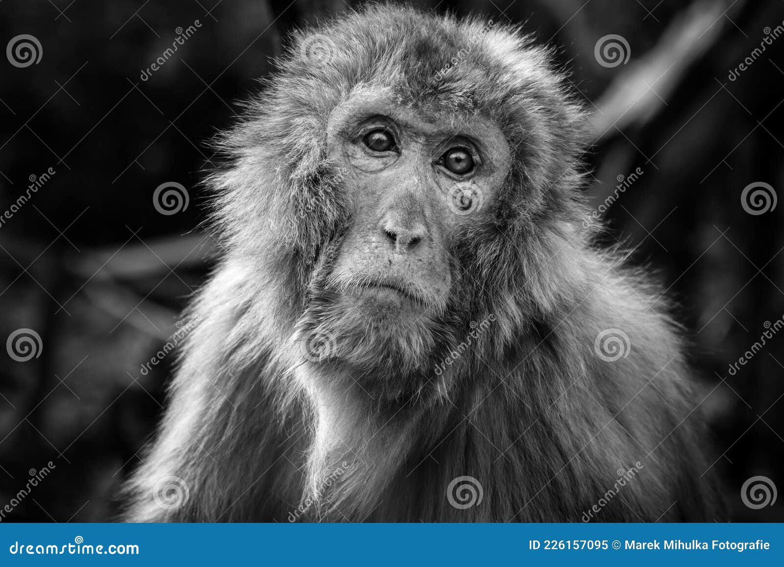 Old macaque stock image. Image of bath, mammal, northern - 226157095