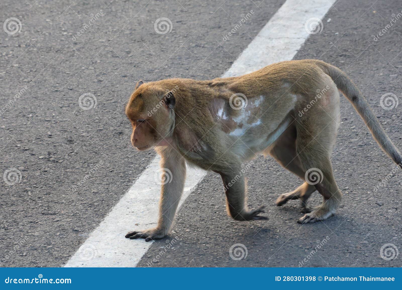 An Old Macaque with a Wound on the Side of the Body Stock Photo - Image ...