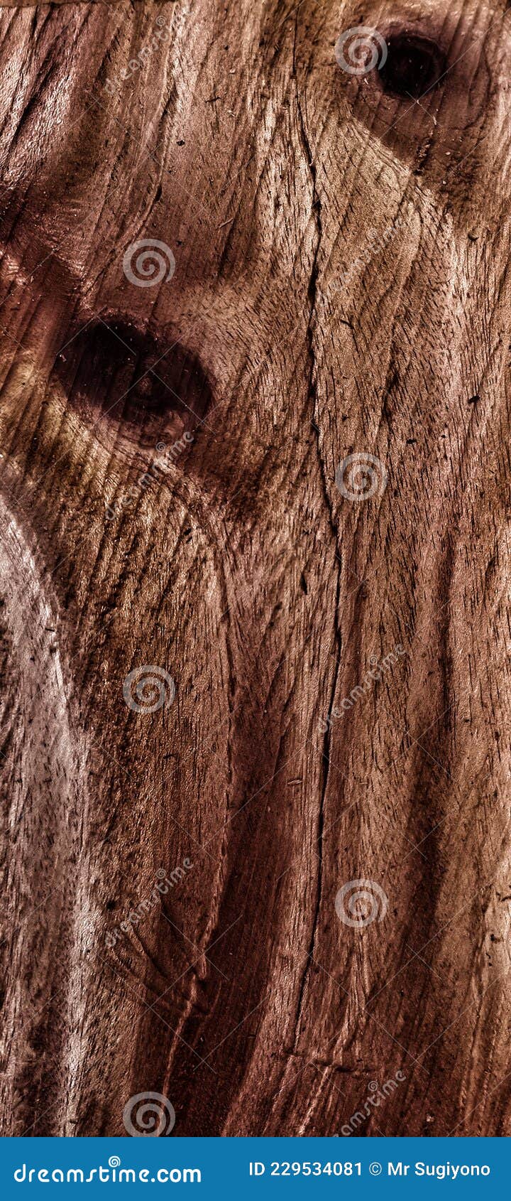 Old mahoni wood stock image. Image of branch, soil, plant - 229534081