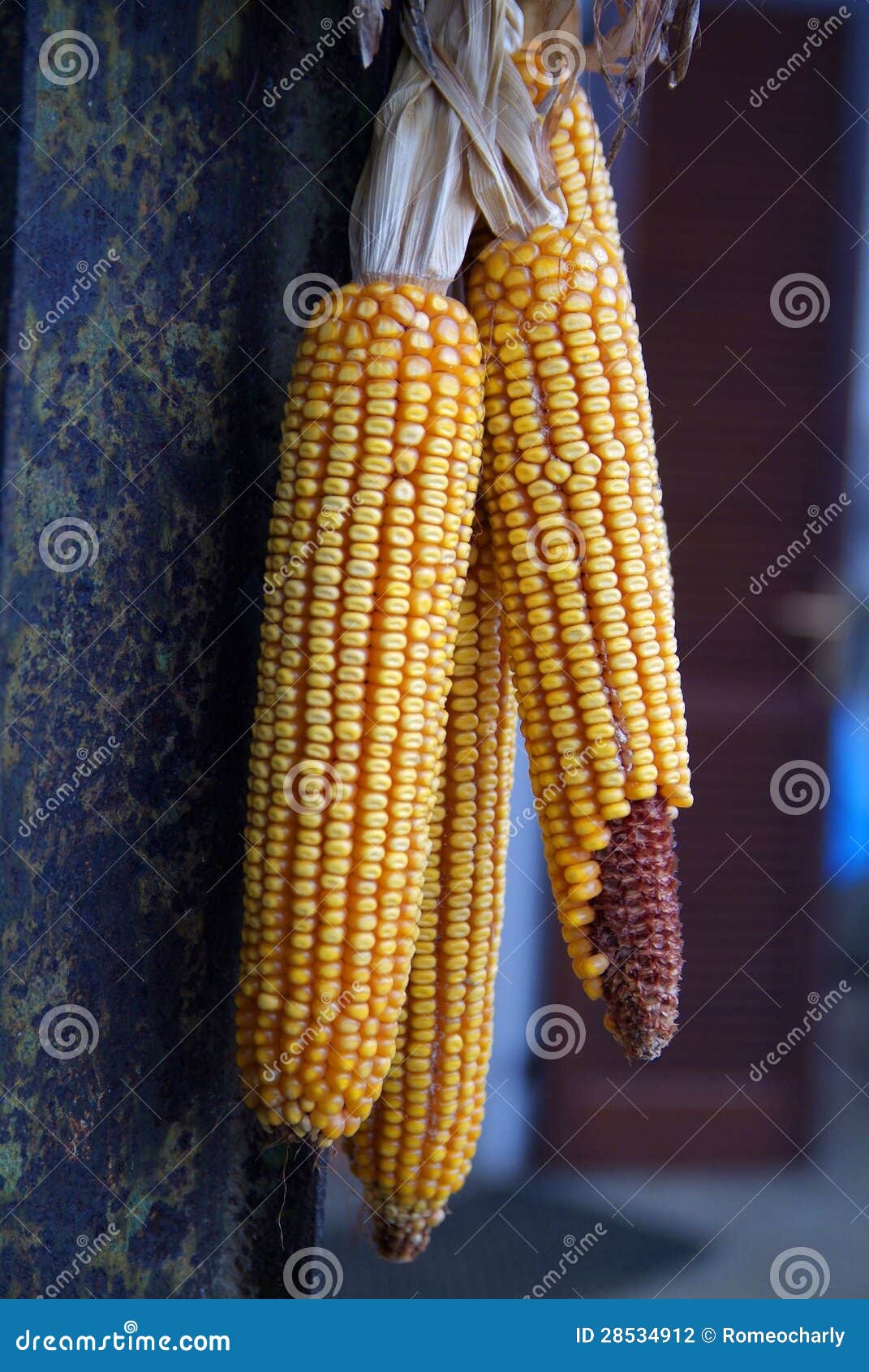 Old mais stock photo. Image of champion, corn, harvest - 28534912